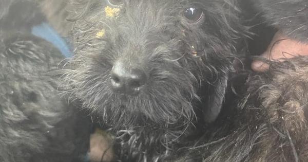 Heartbreak as animal shelter sees 'all time high' for unwanted pets ...